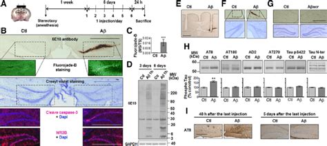 Neuronal Deaths Induced By A 1 42 Oligomer Deposition And Tau