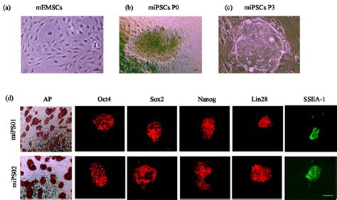 Generation Of Mouse IPS Cells From Mouse Ear Mesenchymal Stem Cells