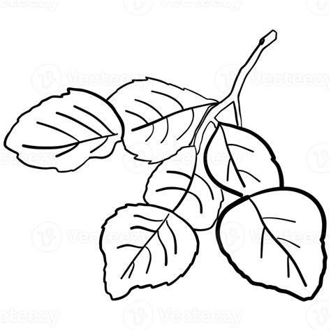 Kaffir Lime Leaves Drawing Line 28269704 Png