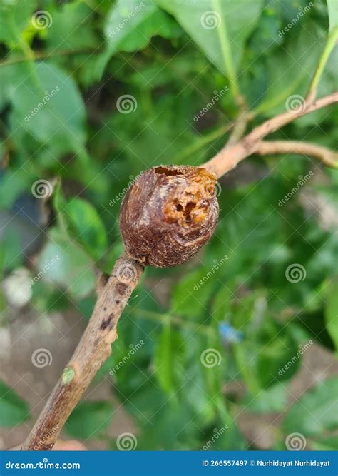 Used Insect Cocoon Attached To Branch Stock Image Image Of Cashew