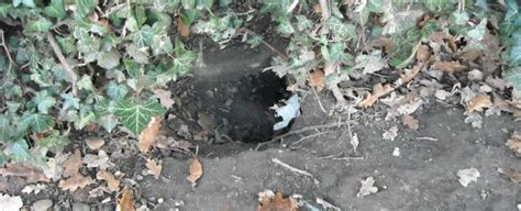 Signs Of A Rat Infestation Rentokil Pest Control