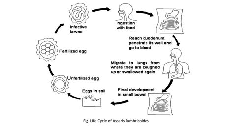 Helminthic Infections Life Cycle Pptx Pptx