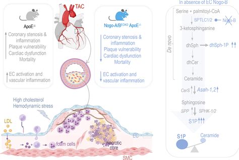 Rewiring Endothelial Sphingolipid Metabolism To Favor S1p Over Ceramide