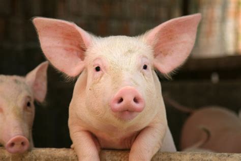 pig图片素材 pig设计素材 pig摄影作品 pig源文件下载 pig图片素材下载 pig背景素材 pig模板下载 搜索中心