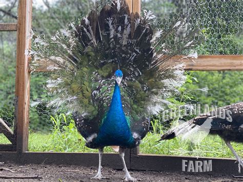 Black Shoulder Peacocks