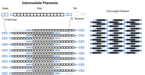 Intermediate Filaments Diagram