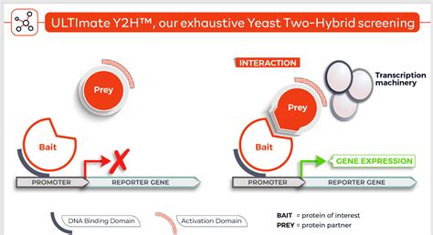 Hybrigenics Services Protein Interactions Discovery