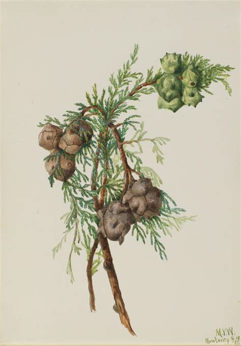 Monterey Cypress Cupressus Macrocarpa Drawing By Mary Vaux Walcott Pixels