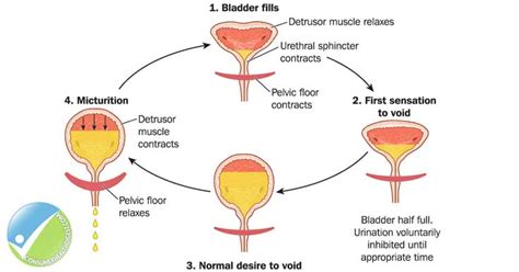 Overactive Bladder Overactive Bladder Symptoms Overactive Bladder