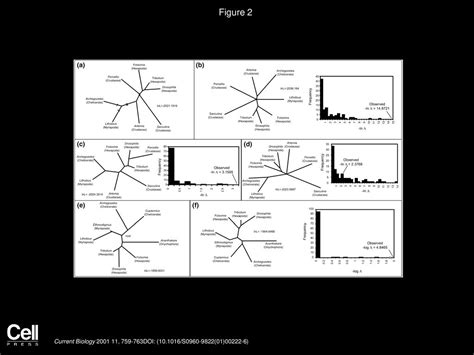 Hox Genes And The Phylogeny Of The Arthropods Ppt Download