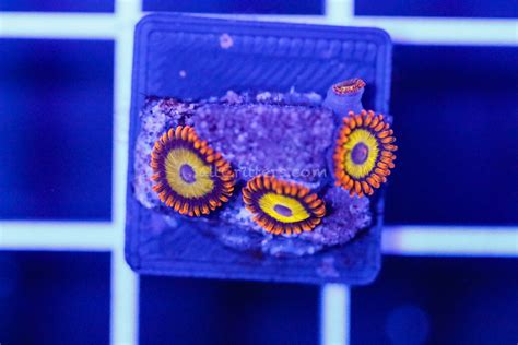 Fruit Loops Zoanthid Coral F307 Saltcritters