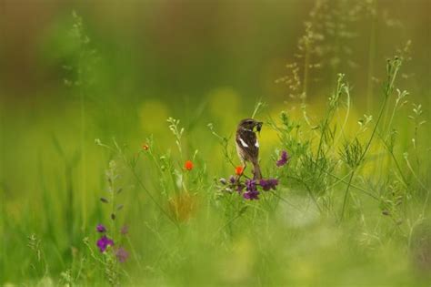 Φωτογραφίες από την βιοποικιλότητα της Ευρώπης Αντικλείδι