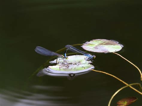 Atahozizi