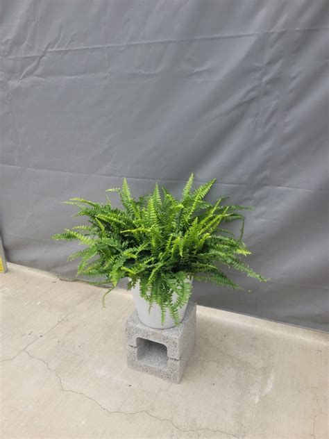 植物買斷波士頓腎蕨 植物森林