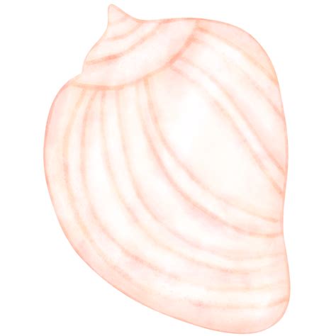 Sea Shell Shell Under The Sea 35641647 PNG
