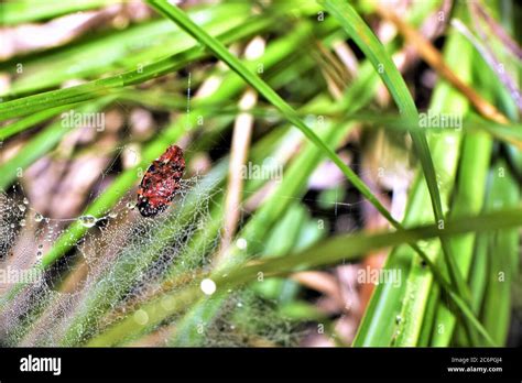 Two Lined Spittlebug And A Black Tailed Red Sheetweaver Spider Web