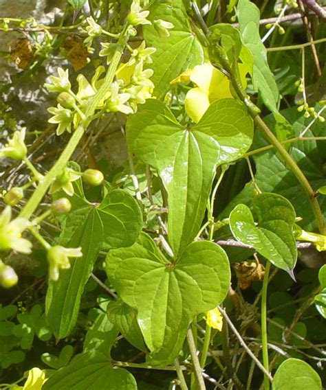 Dioscorea Communis Black Bryony MaltaWildPlants The Online