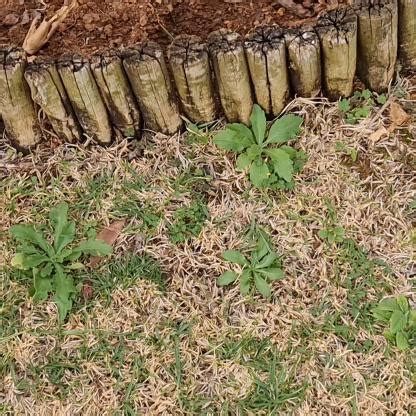 Weeds Object Detection Dataset And Pre Trained Model By Augmented Startups