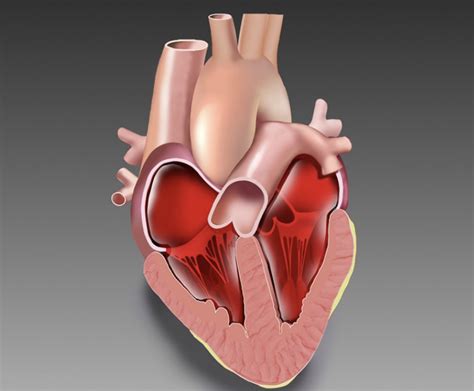 Exercise And Hfpef