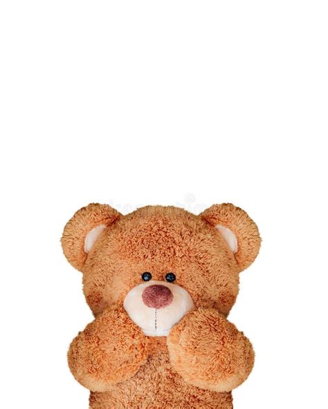 Cute Teddy Cute Teddy Bear Isolated Stock Image Image Of Cool