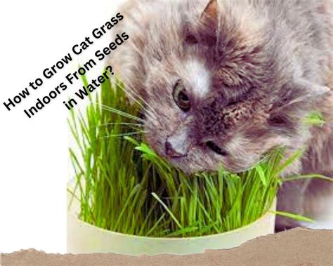 How To Grow Cat Grass Indoors From Seeds All Things You Must Know