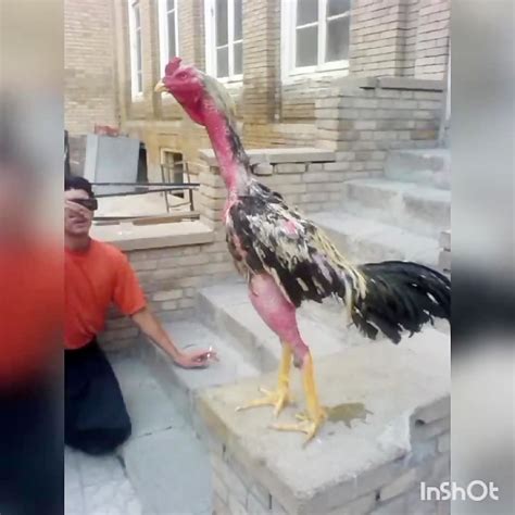 بزرگترین مرغ و خروس های دنیا