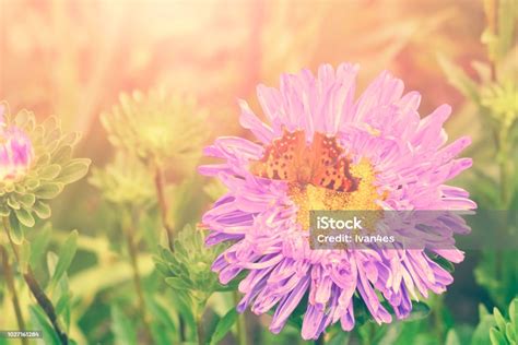 과 꽃 정원에서 피어입니다 애 스 터의 나비 Pollinating의 근접 촬영 애 스 터 Amellus 모델 0명에 대한 스톡