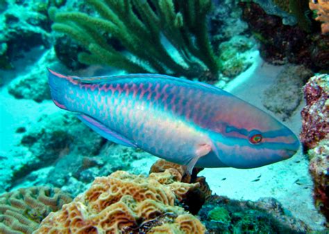 Princess Parrotfish The Happy Reef