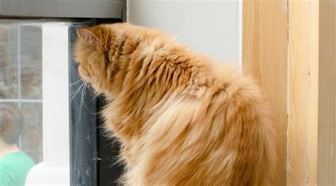 Cat Stung By A Bee Or Wasp Heres What You Need To Do