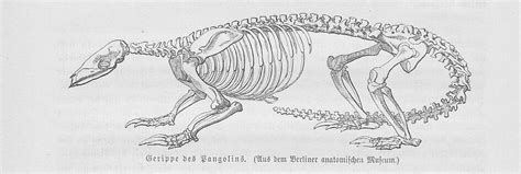 Pangolin Skeleton