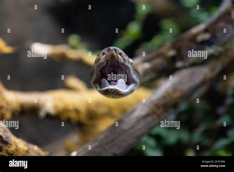 Reticulated Python Malayopython Reticulatus Snake Sometimes Known As