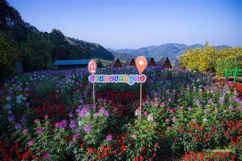 สวนดอยแม่อูคอ ที่พักทุ่งดอกบัวตอง เที่ยวแม่ฮ่องสอน