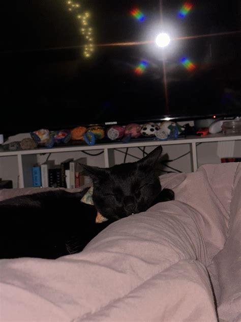 My Kitty Jinx Hes My Bestie Since 8 Wks Old Rblackcats