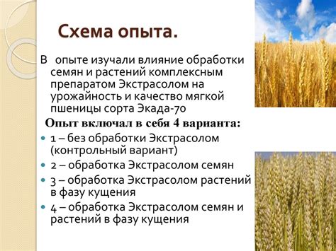 Пшеница свойства