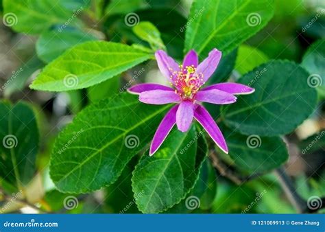 The Karoo Cross Berry Grewia Robusta Stock Image Image Of Plant Bush 121009913