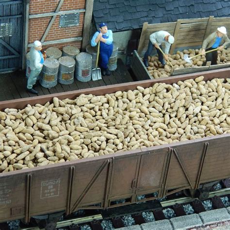 Model Sugar Beet