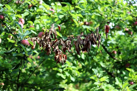 How To Treat A Fire Blight Infection
