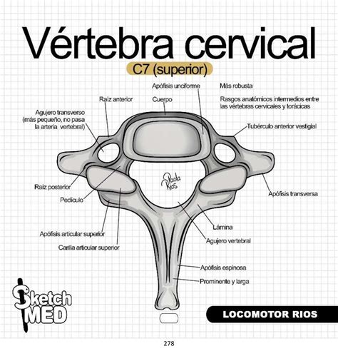 Pin De Tupperware En Medicina Y Salud Anatomia Y Fisiologia Humana
