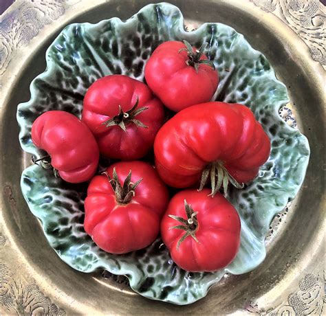 Piccolo Carina Tomato Roughwood Seed