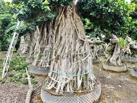 Outdoor Multi Root Ficus Bonsai Supplier Manufacturer
