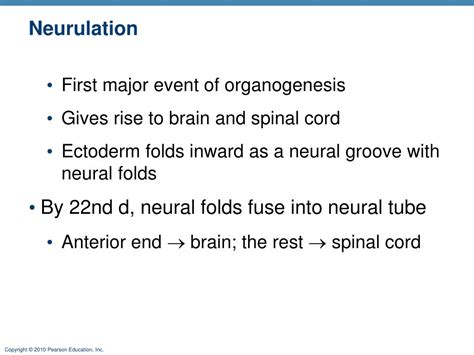 Ppt Neurulation Powerpoint Presentation Free Download Id2214321