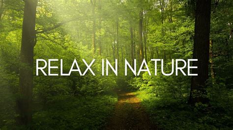 Relaxing Music Stress Relief Music Sleep Music Meditation Music