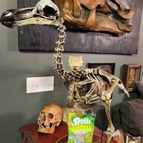 Dodo Bird Skeleton Scientifically Accurate Sculpture Museum Quality