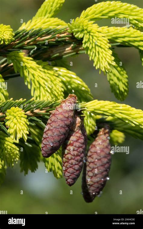 Picea Orientalis Aurea Cone Female Cones Oriental Spruce Caucasian
