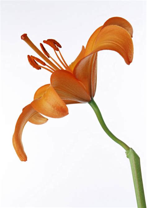 无人竖图室内特写白天白色背景正面百合花阴影盛开反射影子花蕾花花瓣花朵鲜花花苞花蕊橙色摄影影棚一支