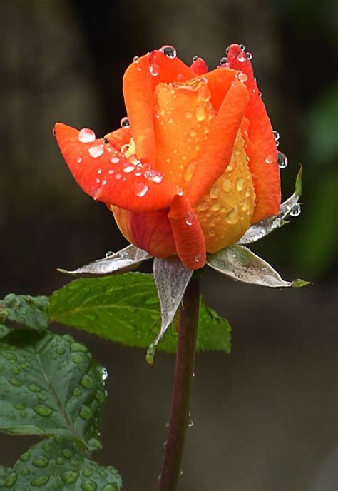 Rainy Rose By Paul Pasco Redbubble