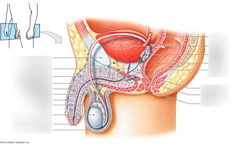Male Reproductive Labeling Diagram Quizlet