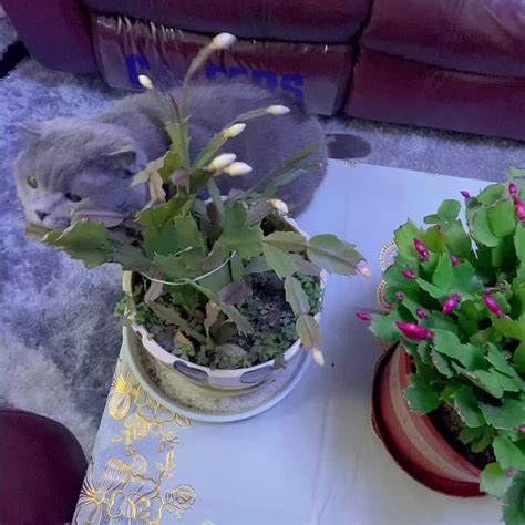 园园行走中的课堂：lucky猫特别在家人面前表现一下闻花不咬花凤凰网视频凤凰网