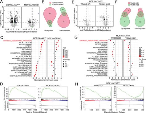 Proteomics Analysis Suggests A Role For Tram2 In Yap Induced Emt A Download Scientific Diagram
