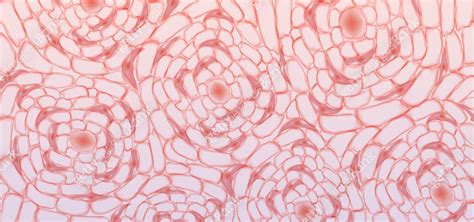 Human Compact Bone Tissuestructure Of Bone Tissue Or Osseous Tissue